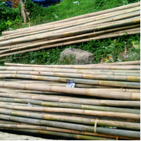 Jual Bambu Steger Murah - Harga Terbaru 2020