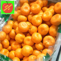 Jual Jeruk Mandarin Murah - Harga Terbaru 2021