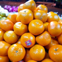 Jual Jeruk Mandarin Murah - Harga Terbaru 2020