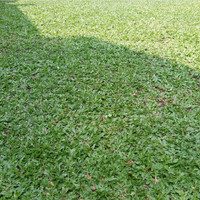 Jual Rumput Gajah Mini Murah - Harga Terbaru 2020