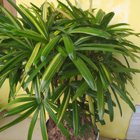 Jual Palem Waregu Murah - Harga Terbaru 2020