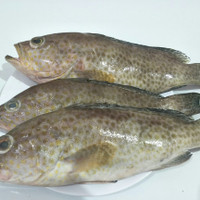 Jual Ikan Kerapu Murah - Harga Terbaru 2020