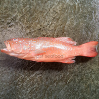 Jual Ikan Sunu Merah Murah - Harga Terbaru 2021