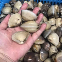 Jual Kerang Tahu Murah - Harga Terbaru 2020