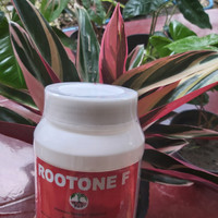 Jual Rootone F Murah - Harga Terbaru 2021