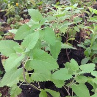 Jual Tanaman Catnip Murah - Harga Terbaru 2021
