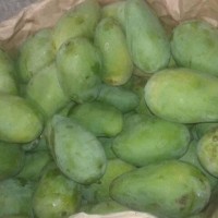 Jual Mangga Gadung Murah - Harga Terbaru 2020