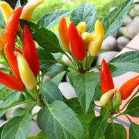 Jual Cabe Domba Murah - Harga Terbaru 2020