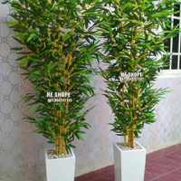 Jual Tanaman Hias Bambu Murah - Harga Terbaru 2020