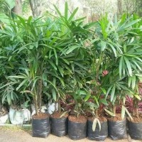 Jual Palem Waregu Murah - Harga Terbaru 2020