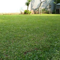 Jual Rumput Gajah Mini Murah - Harga Terbaru 2020