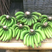 Jual Pisang Ambon Lumut Murah - Harga Terbaru 2020