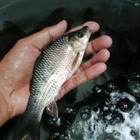 Jual Ikan Nilem Murah - Harga Terbaru 2020