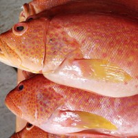 Jual Ikan Sunu Merah Murah - Harga Terbaru 2021