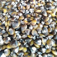 Jual Kerang Remis Murah - Harga Terbaru 2020
