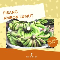 Jual Pisang Ambon Lumut Murah - Harga Terbaru 2020