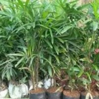 Jual Palem Waregu Murah - Harga Terbaru 2020
