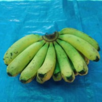 Jual Pisang Ambon Lumut Murah - Harga Terbaru 2020