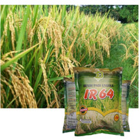 Jual Padi Ir 64 Murah - Harga Terbaru 2020