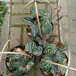 Wajib Tahu! Gambar Tanaman Kencur Hitam yang Wajib Diketahui ...